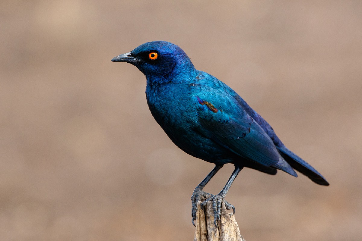 African Bird Club