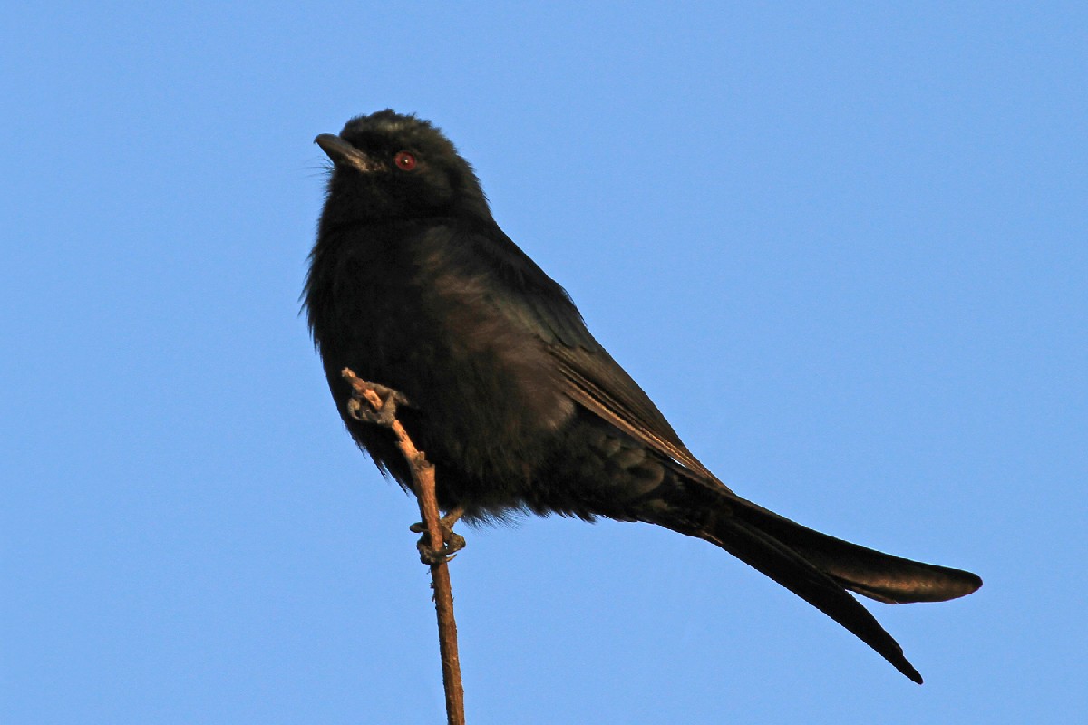 African Bird Club