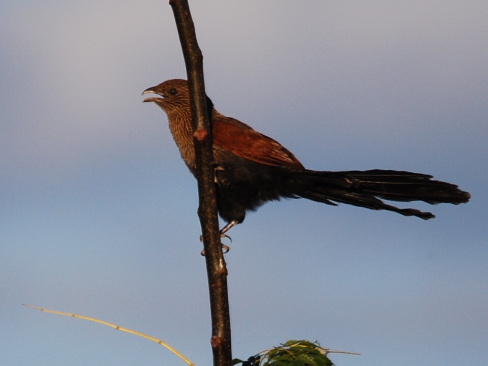 African Bird Club