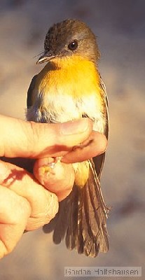 African Bird Club