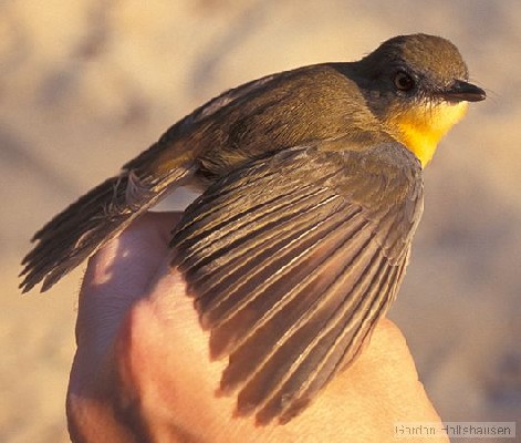 African Bird Club