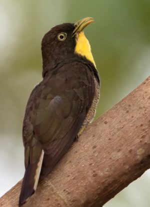 Ghana - African Bird Club
