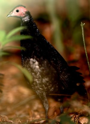 Gabon - African Bird Club