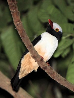 Togo - African Bird Club