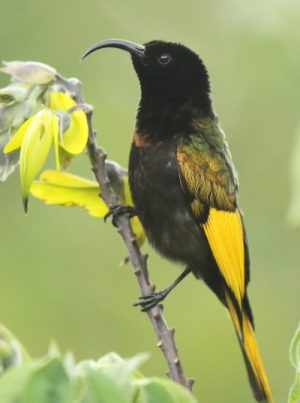 Kenya - African Bird Club