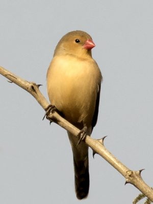 South Sudan - African Bird Club