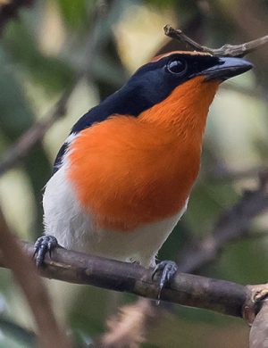 Angola - African Bird Club