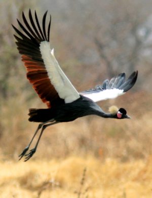 تشاد | Tchad | Chad - African Bird Club