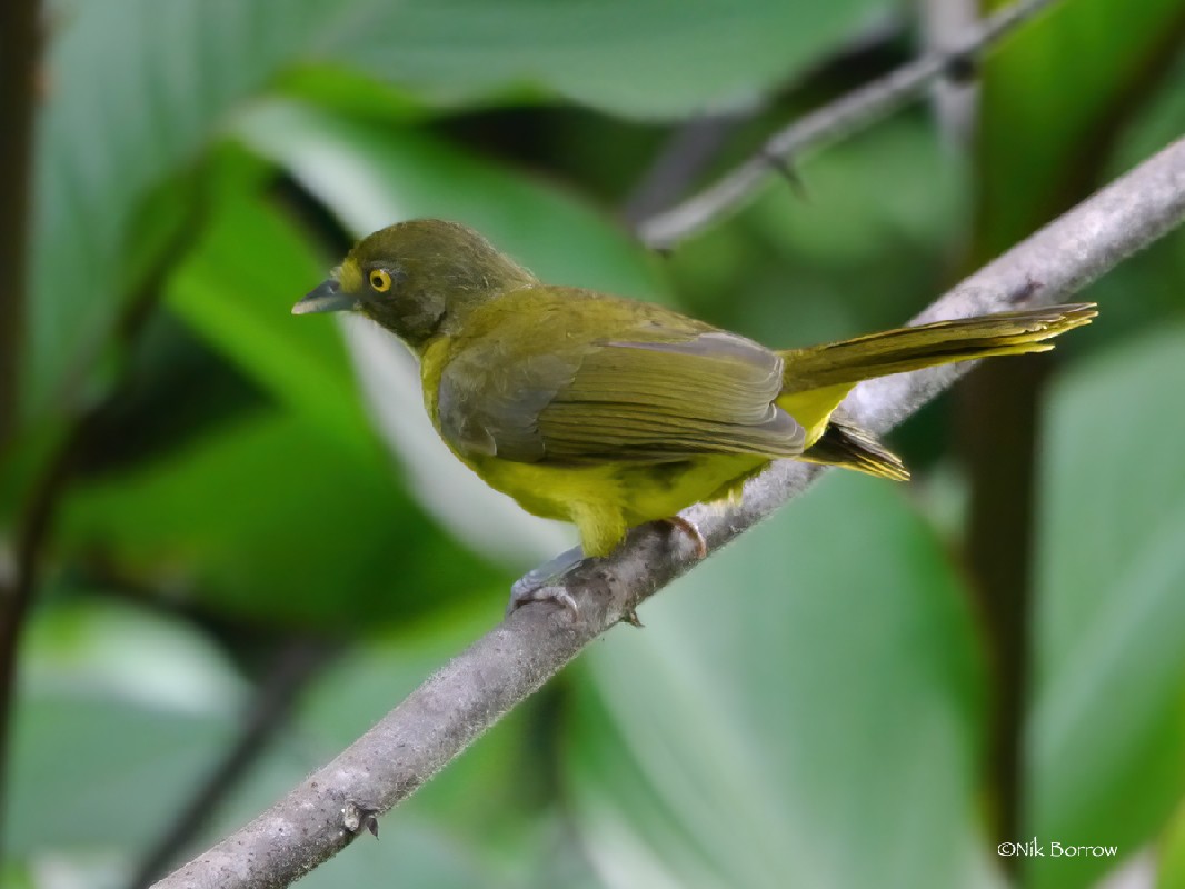 République Démocratique du Congo (RDC) | Democratic Republic of the ...