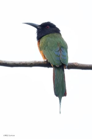 République du Congo | Republic of the Congo - African Bird Club